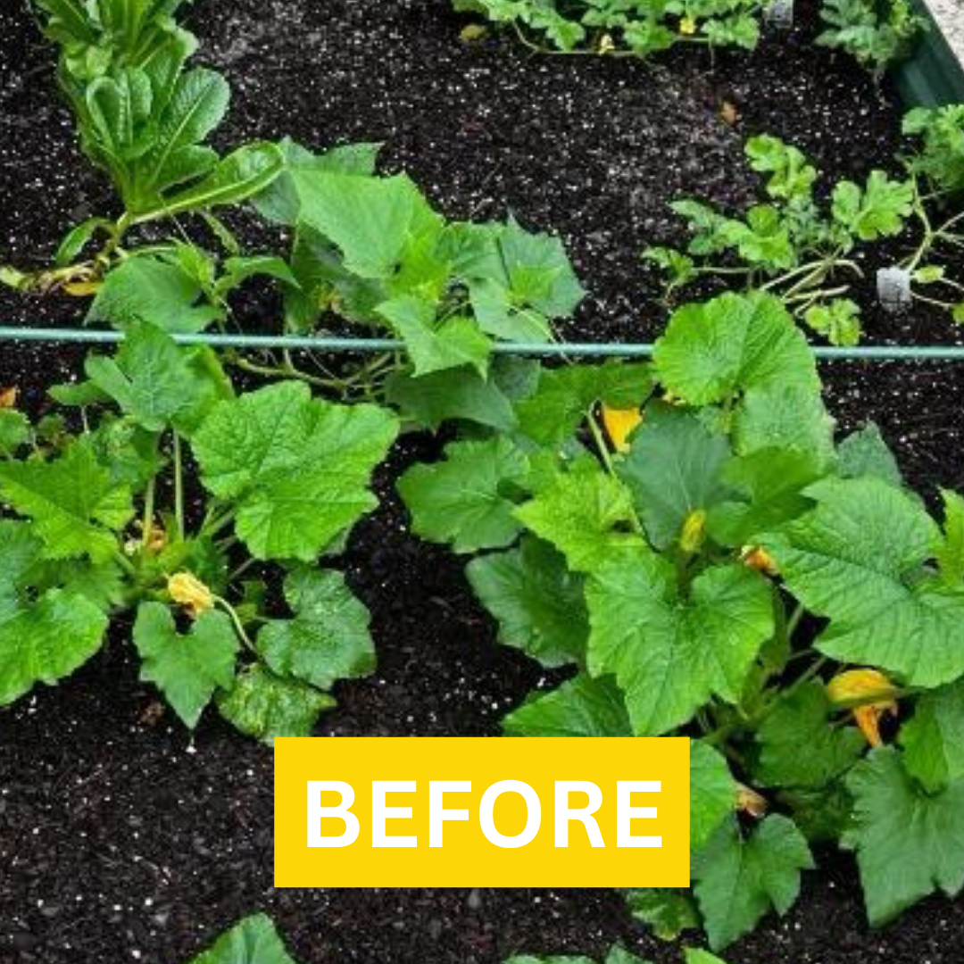 Coop Gro Fertilizer | All-Natural, Organic Fertilizer to Feed Plants